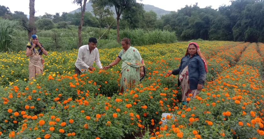 Floriculture – The Sunrise Industry of India – Life and Living