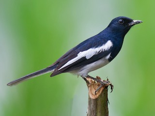 Thunderstorm and the Magpie – Life and Living